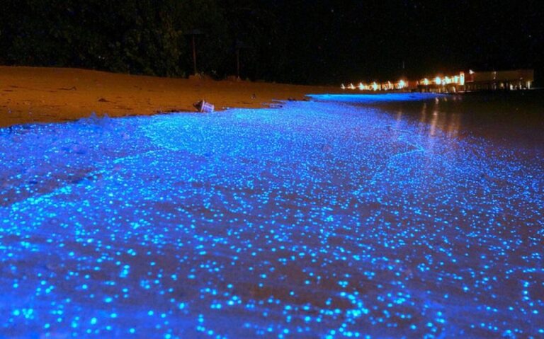 Pyrodinium-bahamense-algae2-990×617 – ライトワーカー・ジャパン